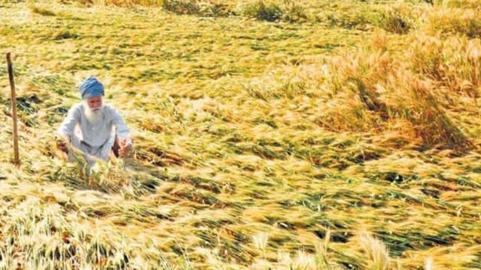 Agriculture crisis: Farmers finding it difficult to recover their cost ...