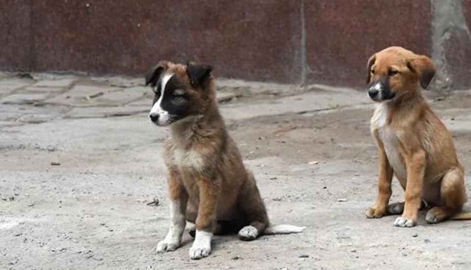 Showing animosity towards dogs only reflects our lack of humanity ...