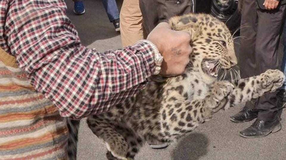 Leopard cub dragged by villagers, dies | India News