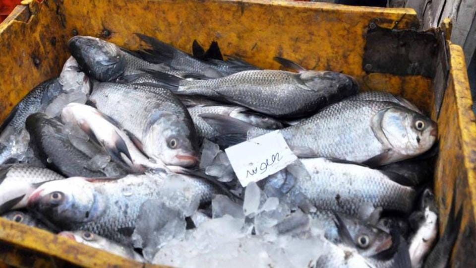 Bihar bans fish business in Patna after formalin scare, vendors protest ...