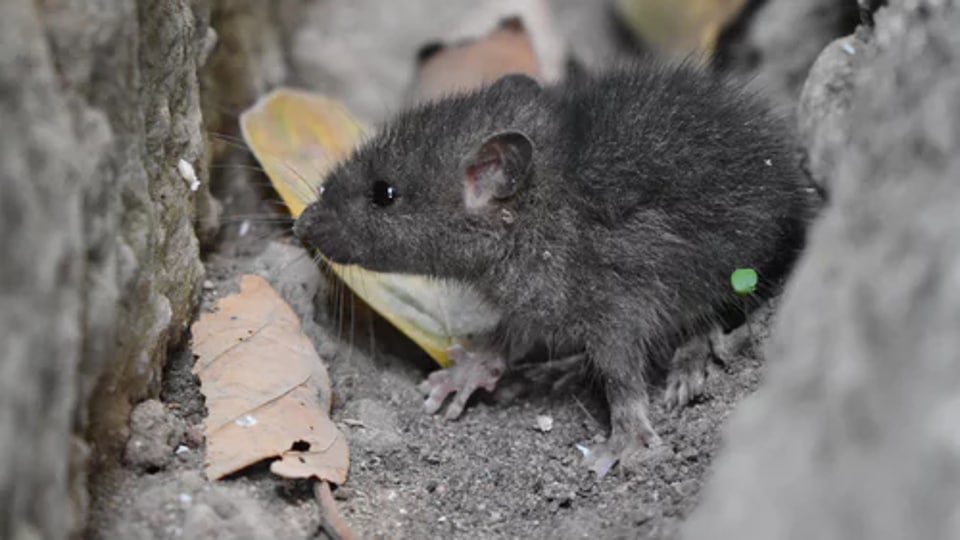 Mice flown to space may help decode ageing: NASA | World News