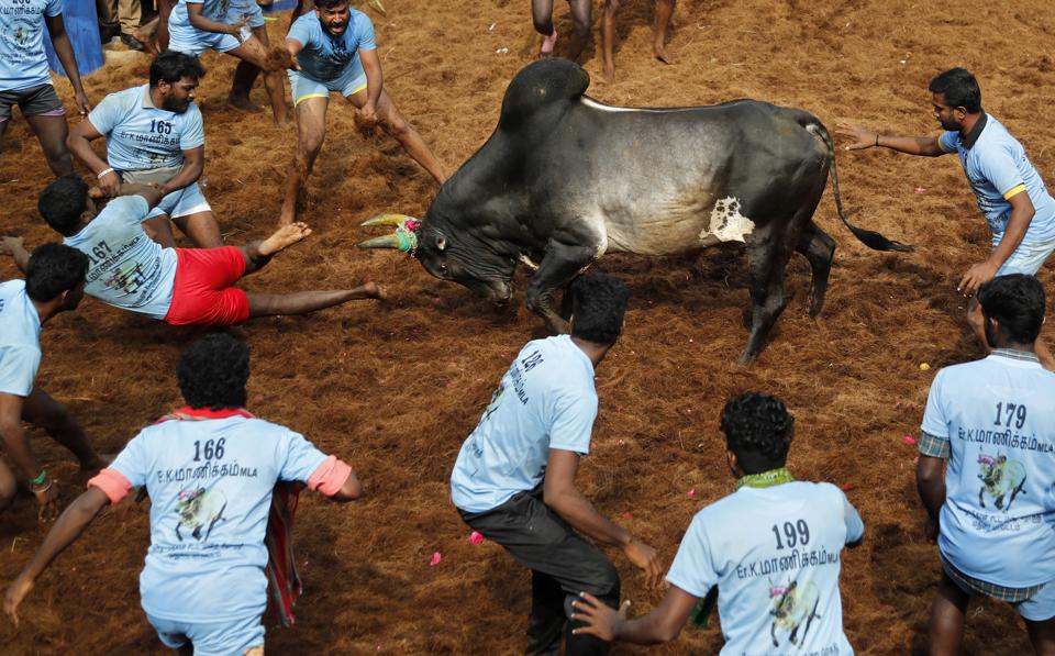 With 1,353 bulls, Jallikattu event breaks Guinness record, 2 killed ...