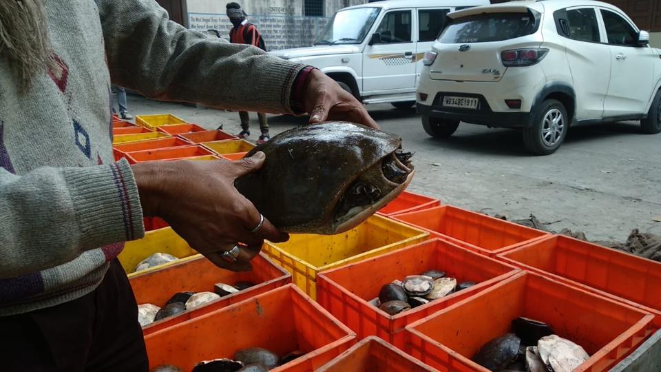 1,700 endangered turtles seized in Bengal in back to back raids | Kolkata