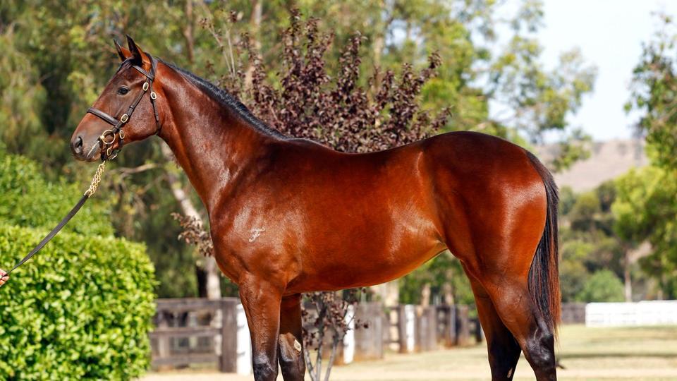 This horse has been named ‘Australian of the year’ | Trending