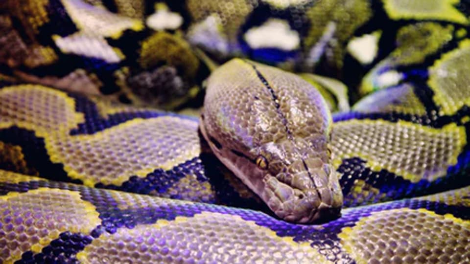 How the world’s worst snakebite became a viral hit for a 200-year-old ...
