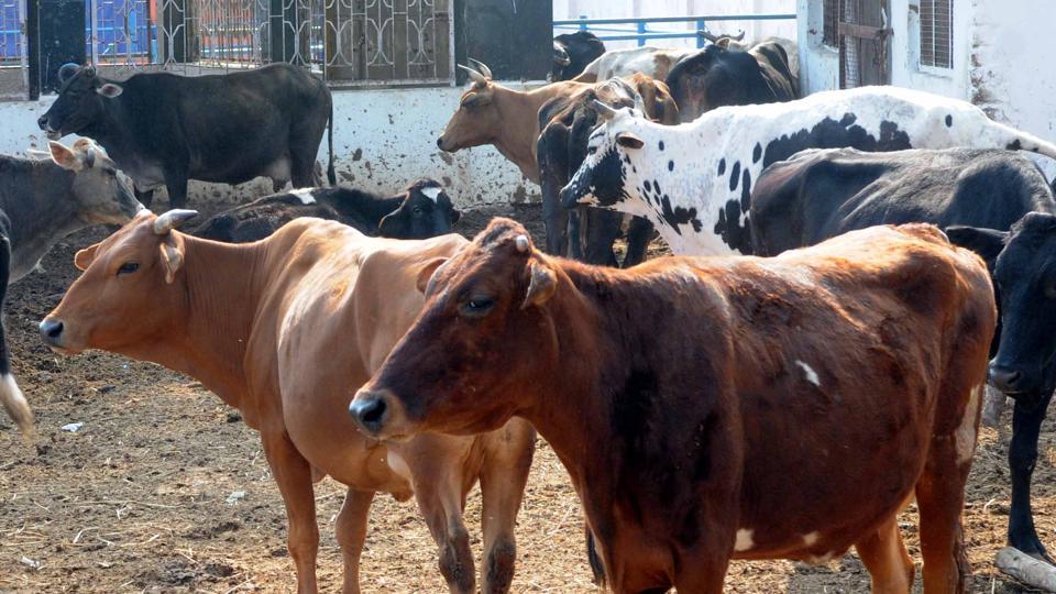 Will Yogi government push cow as national animal? - Hindustan Times