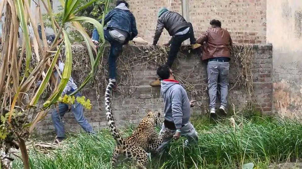 Leopard goes on a rampage in Jalandhar, terrifying video captures panic ...