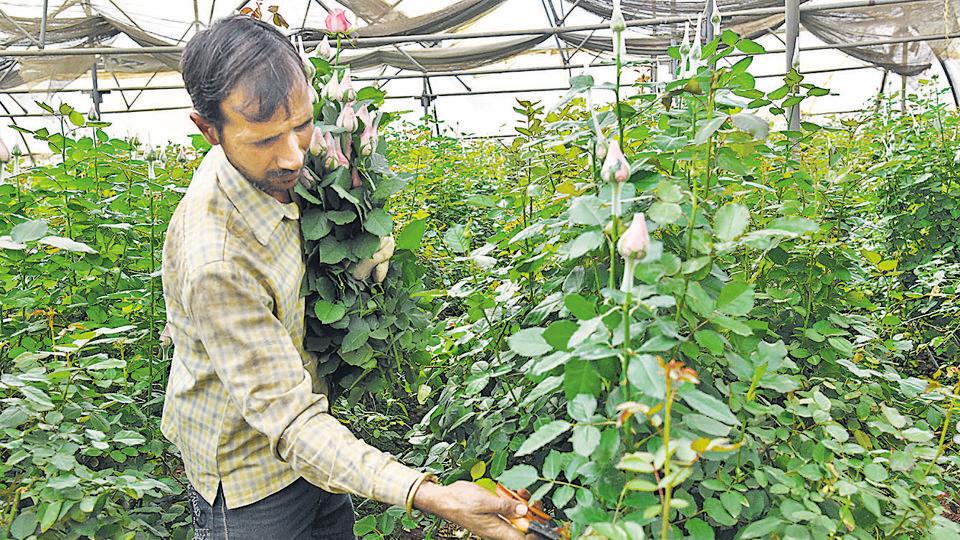 Boost in Pune’s rose production: farmers to encash prior to Valentine’s ...