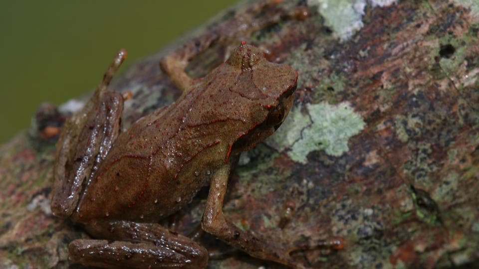 Rare frog with markings that turn fluorescent spotted in Arunachal ...