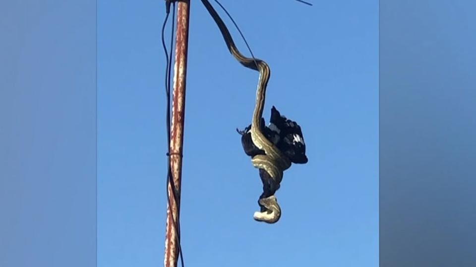 Watch: Moment a python devours bird on a rooftop in Australia ...