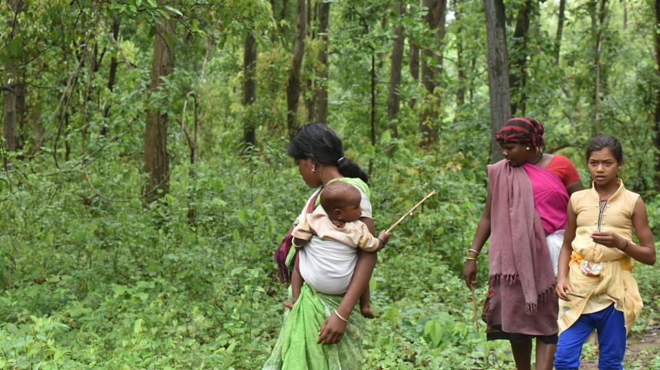 In rejection of forest rights claims, duplications cited | Latest News ...