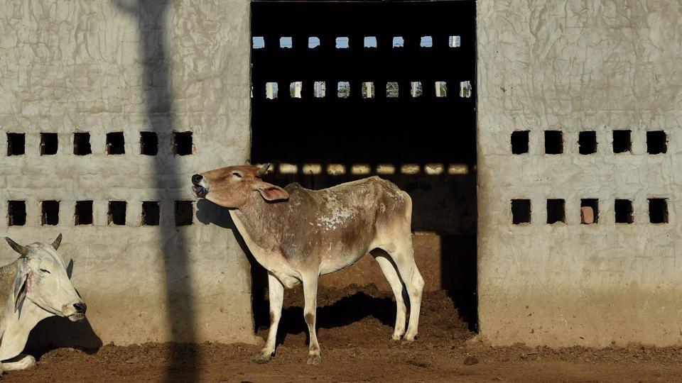 Photos: The hurdles of a cow protection stand in rural India ...