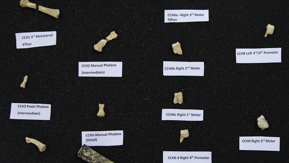 New species of tiny early humans discovered | World News - Hindustan Times