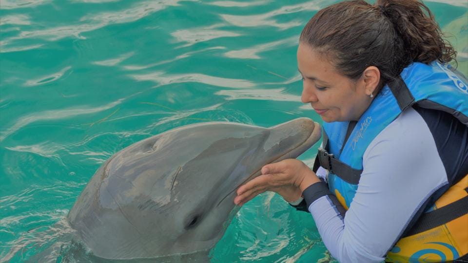 Study finds new level of complexity in dolphin communication ...
