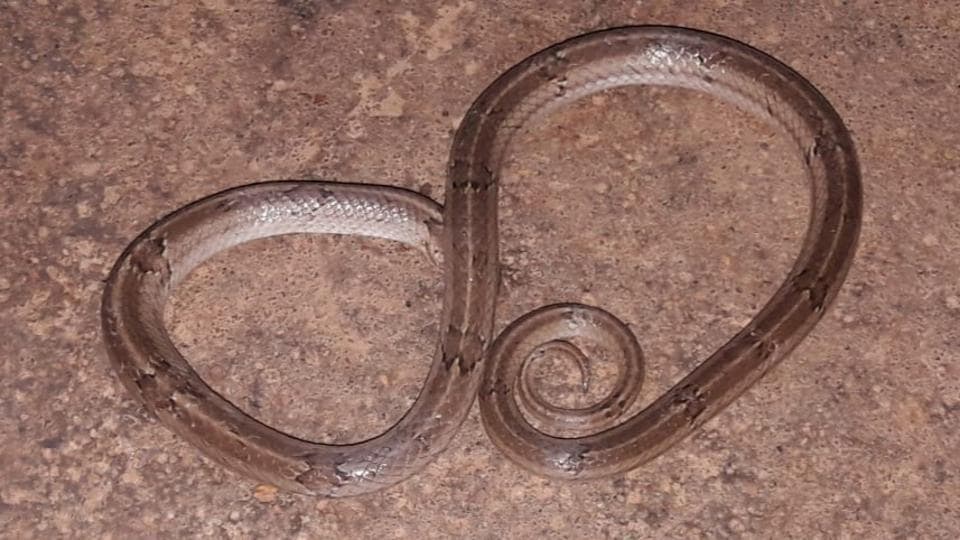 In Kerala’s Kannur, snake in VVPAT machine disrupts polling | Hindustan ...