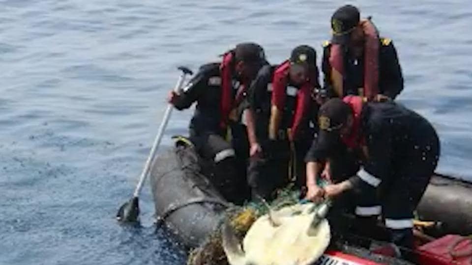 Indian Coast Guard rescues endangered Olive Ridley Turtle | Hindustan Times