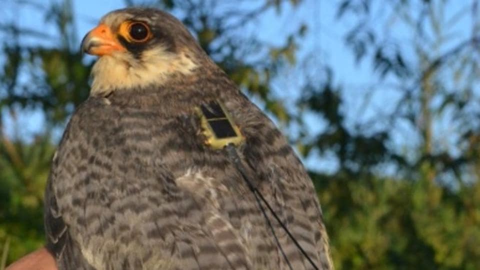 Radio-tagged female falcon returns to India after winter sojourn ...