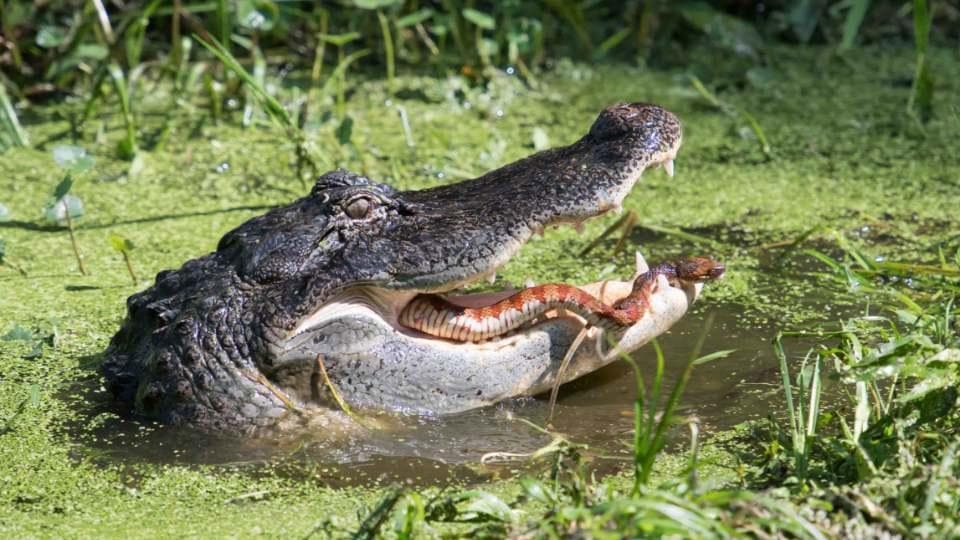 Snake tries to escape alligator’s jaws in dramatic pics going viral ...