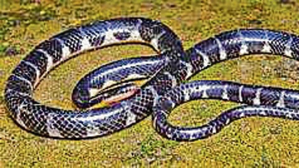 Non-venomous species of ‘rain snake’ discovered in Mizoram | Mumbai ...
