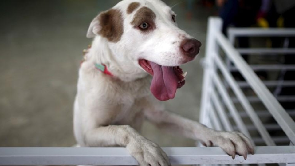 Newborn buried alive by teenage mother, saved by ‘hero dog’ in Thailand ...