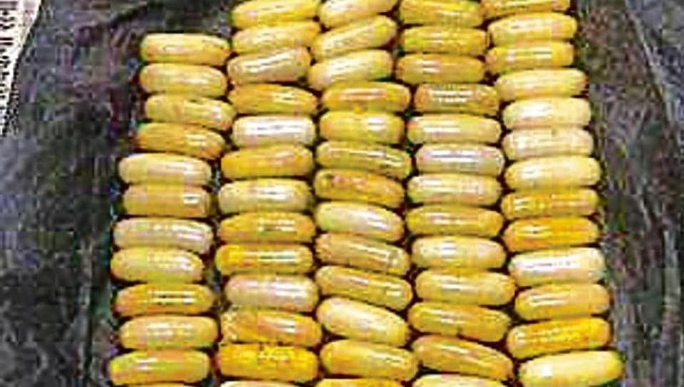 Cocaine capsules found in man’s stomach, another 2 kg in Dwarka ...
