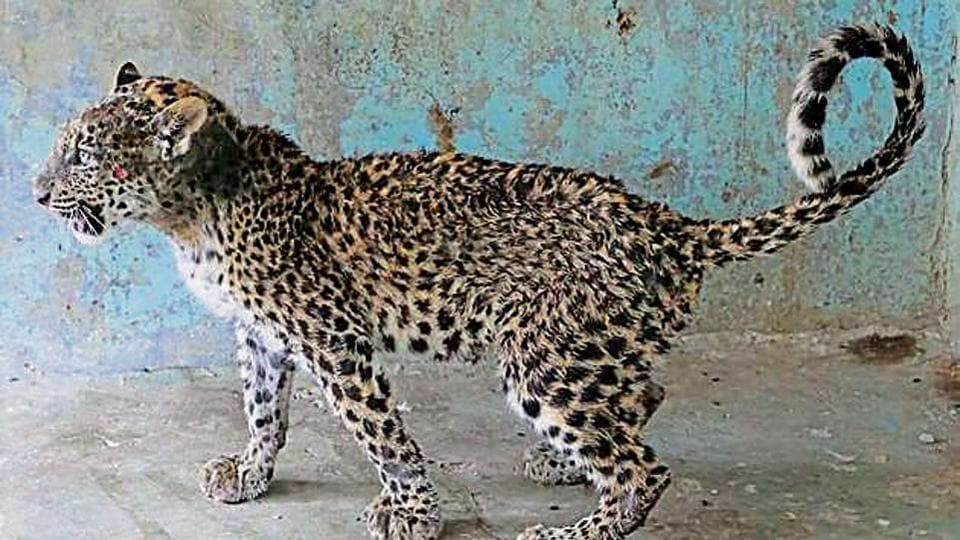 8-month-old paralysed leopard cub back on her feet, released in the ...