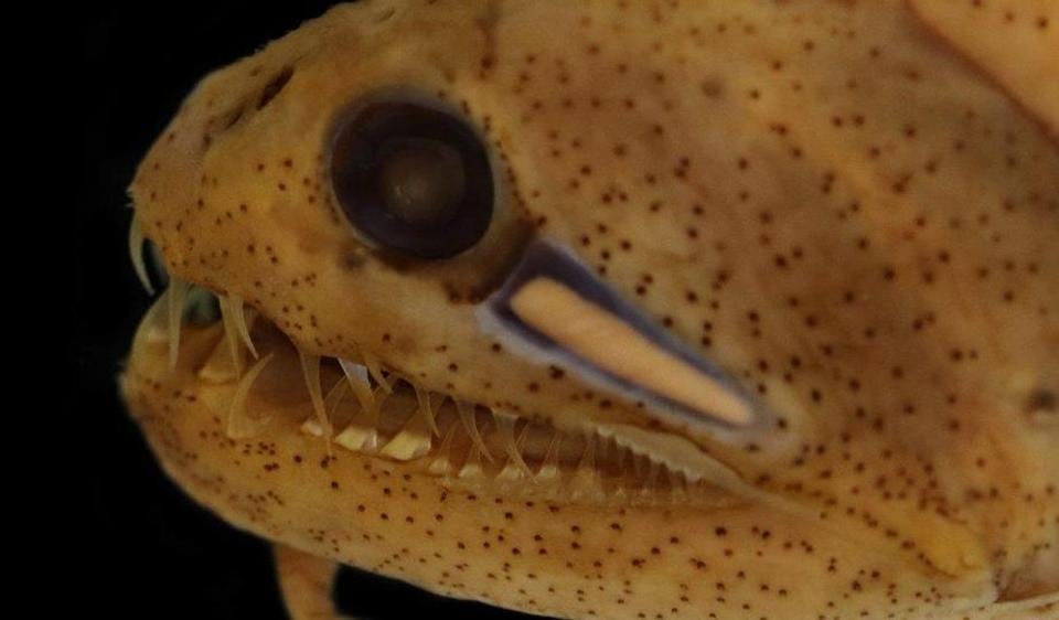 Mystery of deep-sea dragonfish’s transparent teeth solved | World News