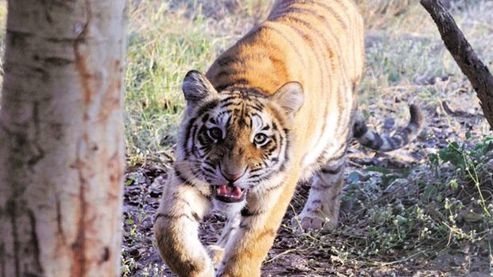 Injured tiger given tranquilliser dies ‘due to heat stroke’ in ...