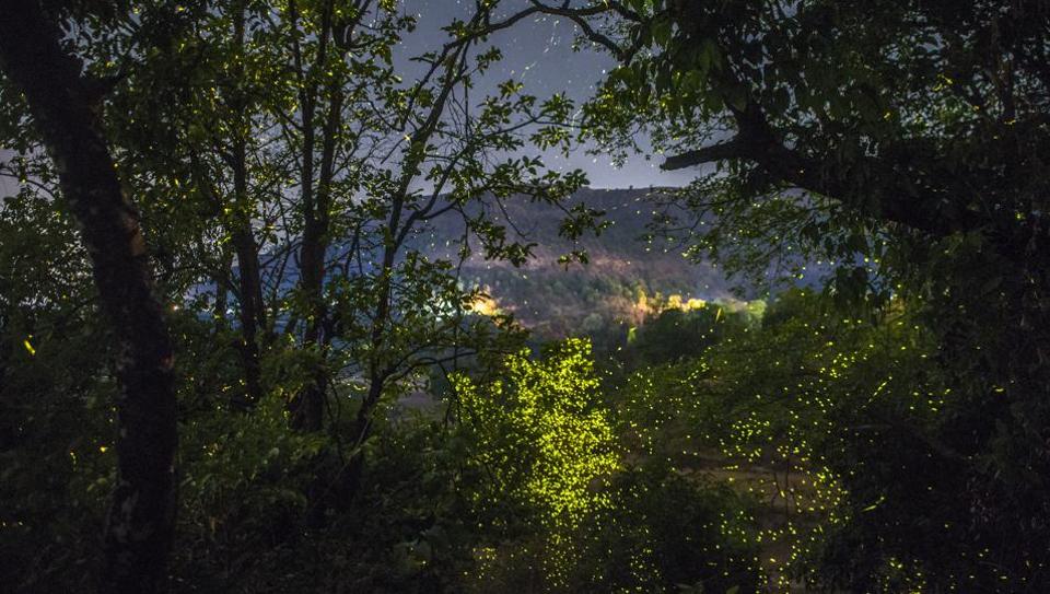 Firefly forest and Eid-ul-Fitr celebrations: India this week ...