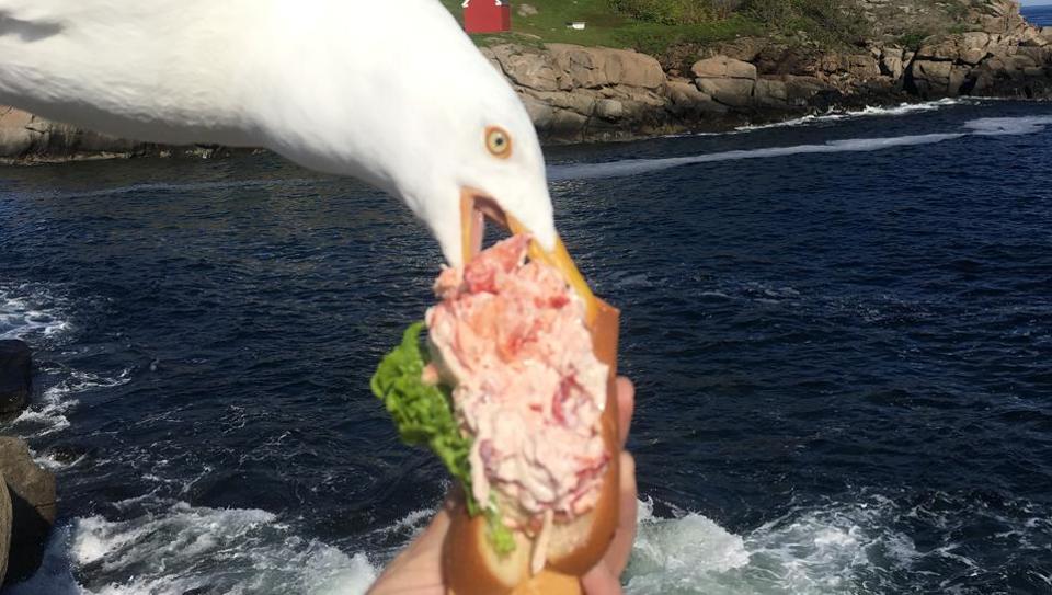 Cheeky seagull steals woman’s lobster roll in viral photobomb | Trending