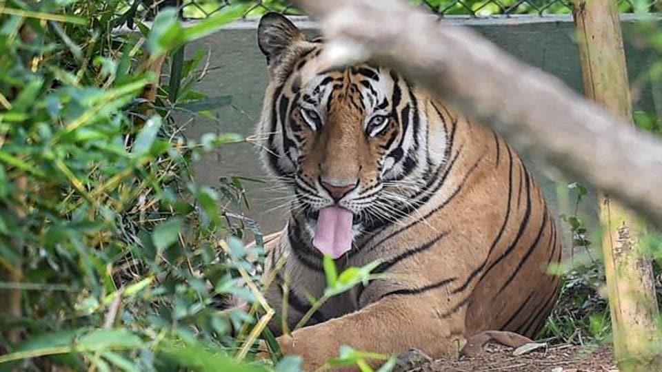 Forest department plans to bring MP tigers to Sariska | Hindustan Times