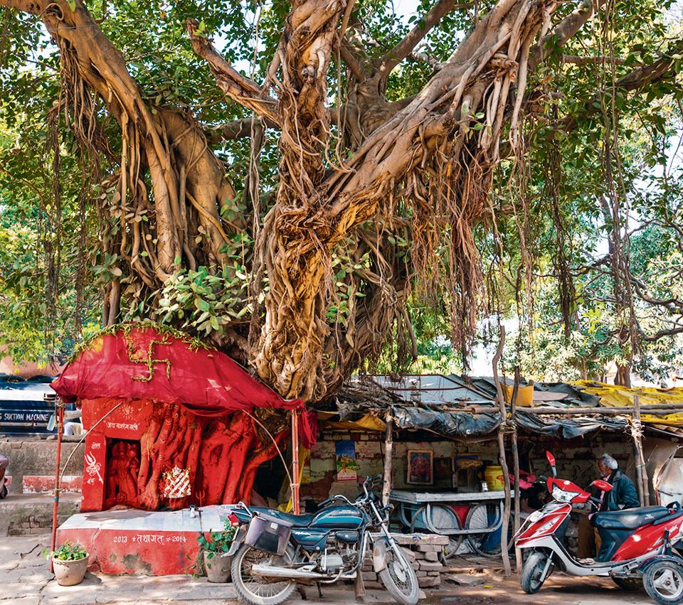 Review: Cities and Canopies: Trees in Indian Cities by Harini Nagendra ...