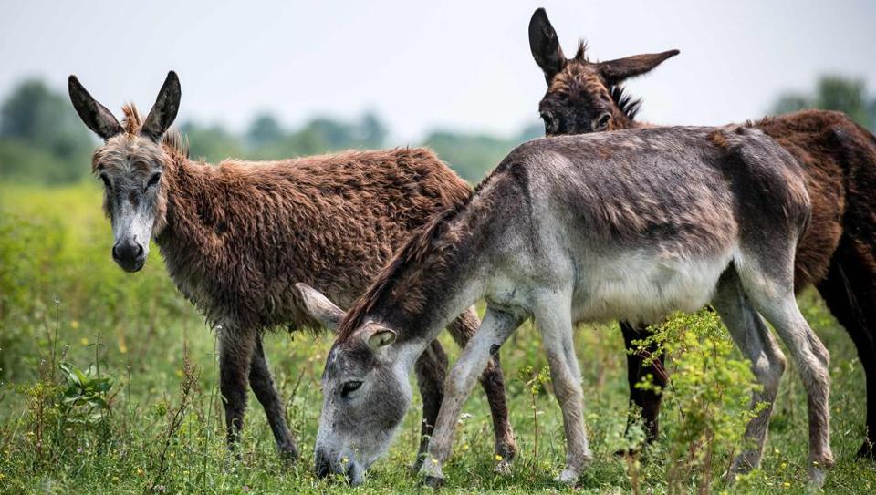 Photos: Serbia’s pule donkey milk cheese demands deep pockets ...