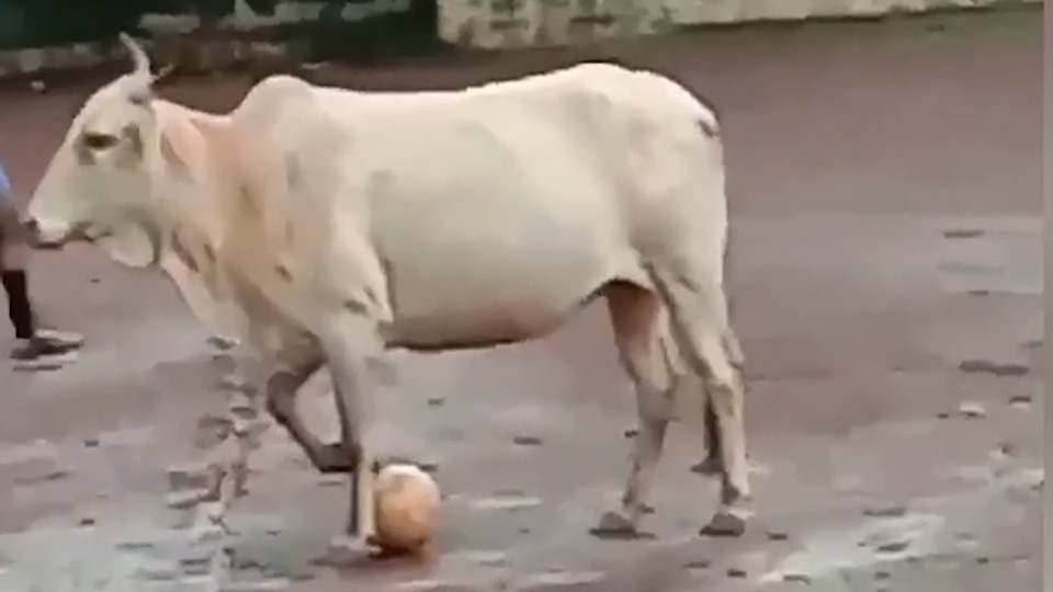 Video of cow playing football leaves Twitter in splits | Hindustan Times