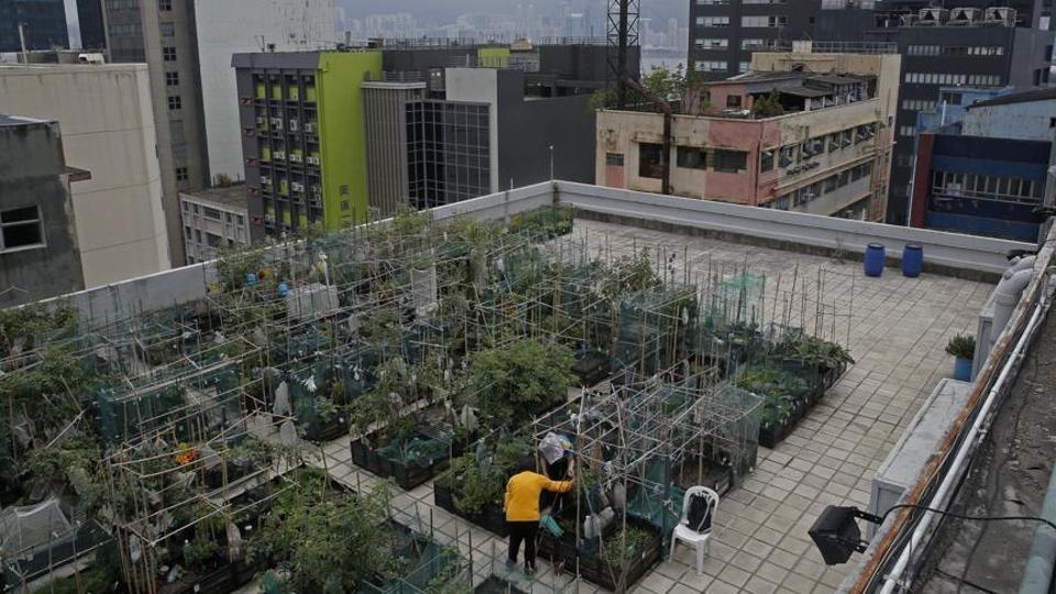 70 people apply for roof-top farming project in Gaya | Hindustan Times