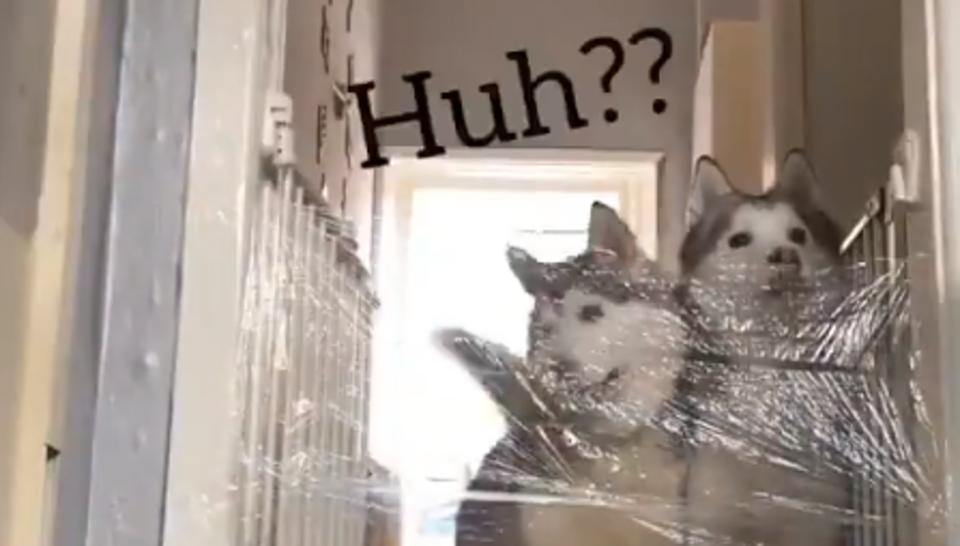 Invisible challenge involves dogs. It’s the most ‘aww-dorable’ trend ...
