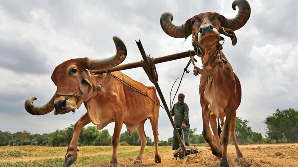 Credit, more roads and houses for rural India | Hindustan Times