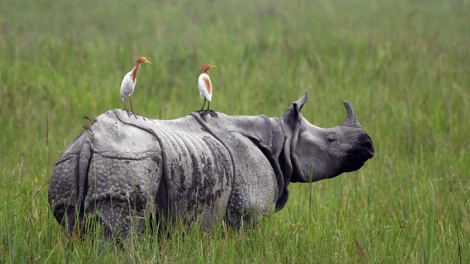Photos: Rangers brave monsoon to save Assam’s rhinos | Hindustan Times
