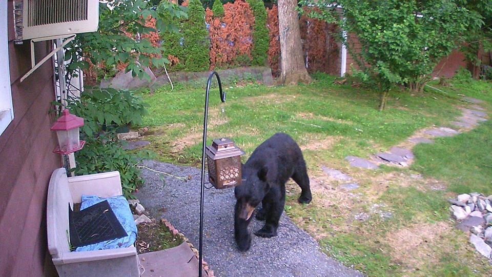 Brave dog chases away black bear from neighbour’s yard. Watch video ...