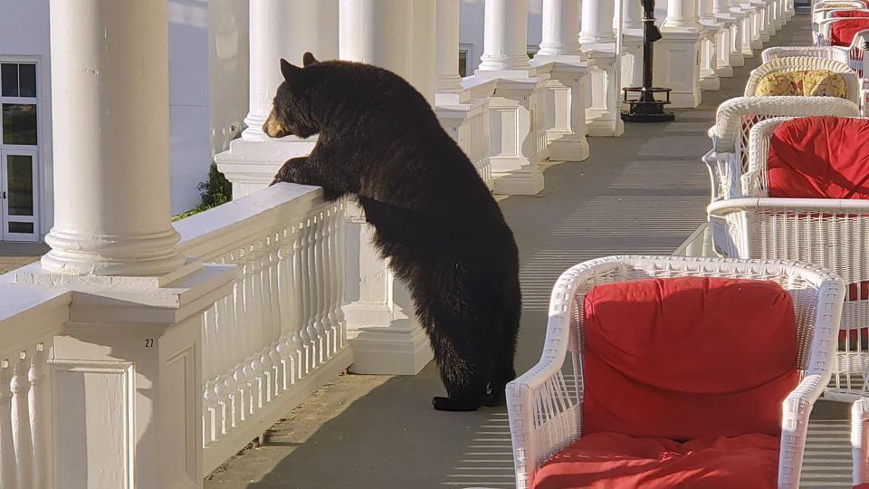 Man captures pictures of black bear relaxing at hotel | Trending