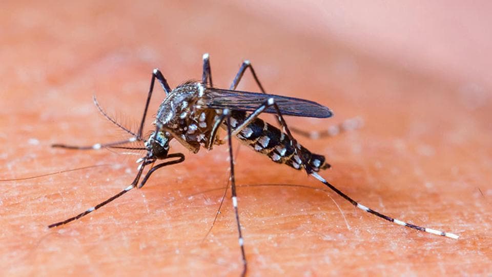Most common mosquito breeding spot in Gurugram homes is water cooler ...