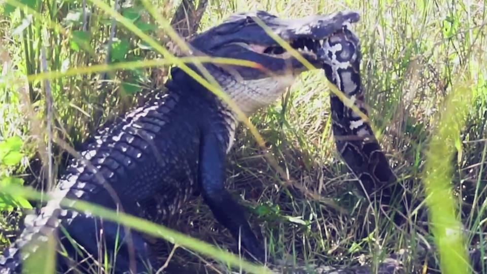 Alligator catches a python in its jaws, thrashes mouth in a display of ...