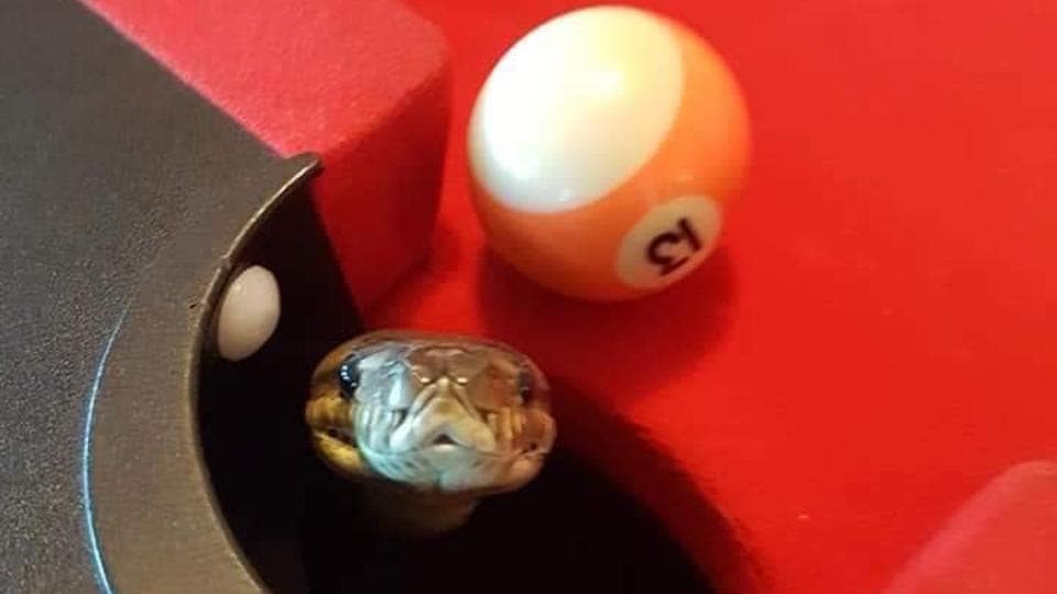 Huge python found inside pool table. Pictures are quite scary | Trending