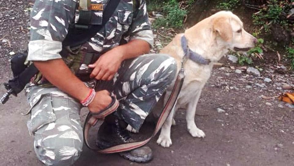Alert CRPF dog saves man trapped under debris in Jammu-Kashmir | Latest ...