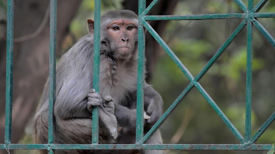 Monkey menace claims life of 55-year-old man in Agra | Hindustan Times