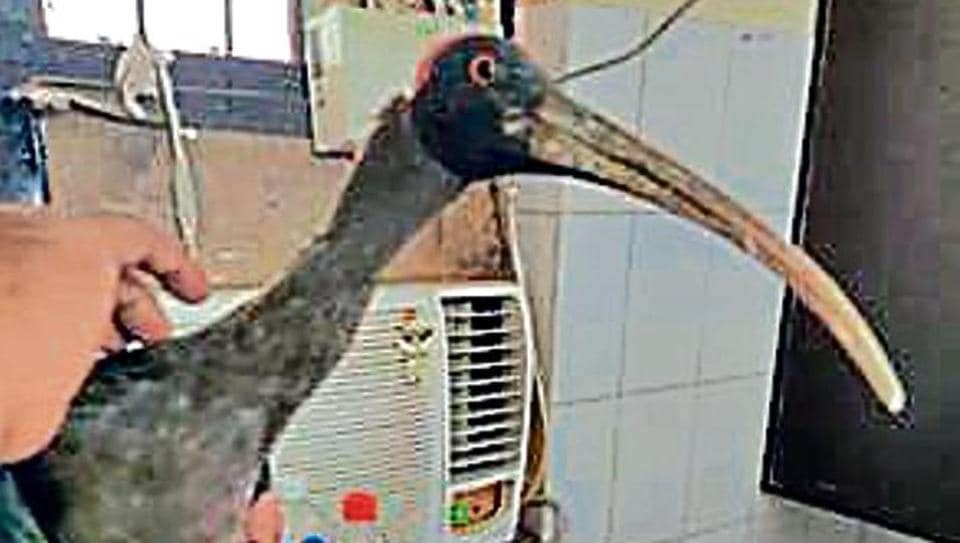 Black ibis injured by manjha rescued - Hindustan Times