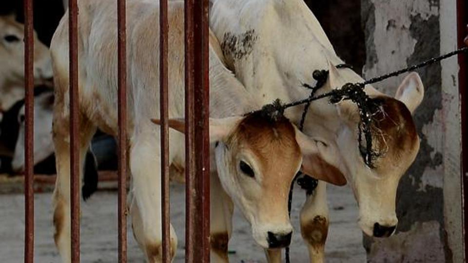 Gorakhpur villagers lock up stray cattle in school, students forced to ...