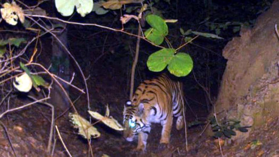 Tigers no longer roar at state’s lone tiger habitat, officials in a ...