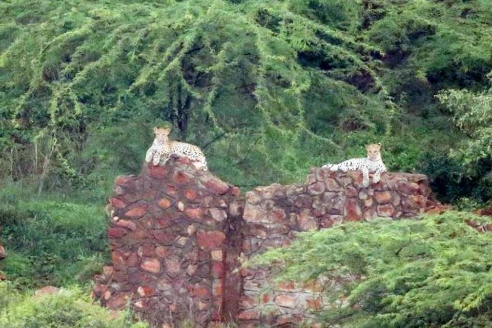 Female leopard, two cubs spotted in Gurugram’s Manesar - Hindustan Times