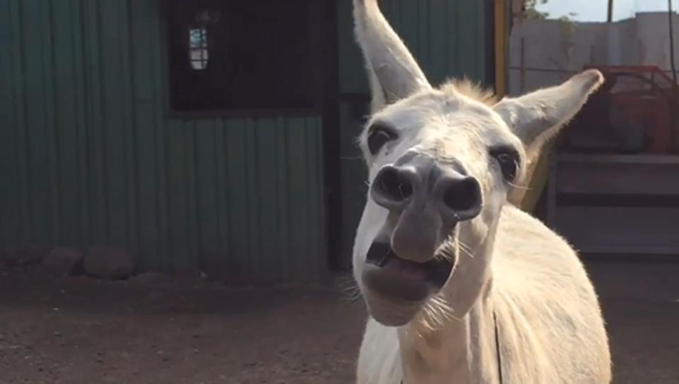 Meet Pune’s diva donkey who’s winning hearts with her singing. Watch ...